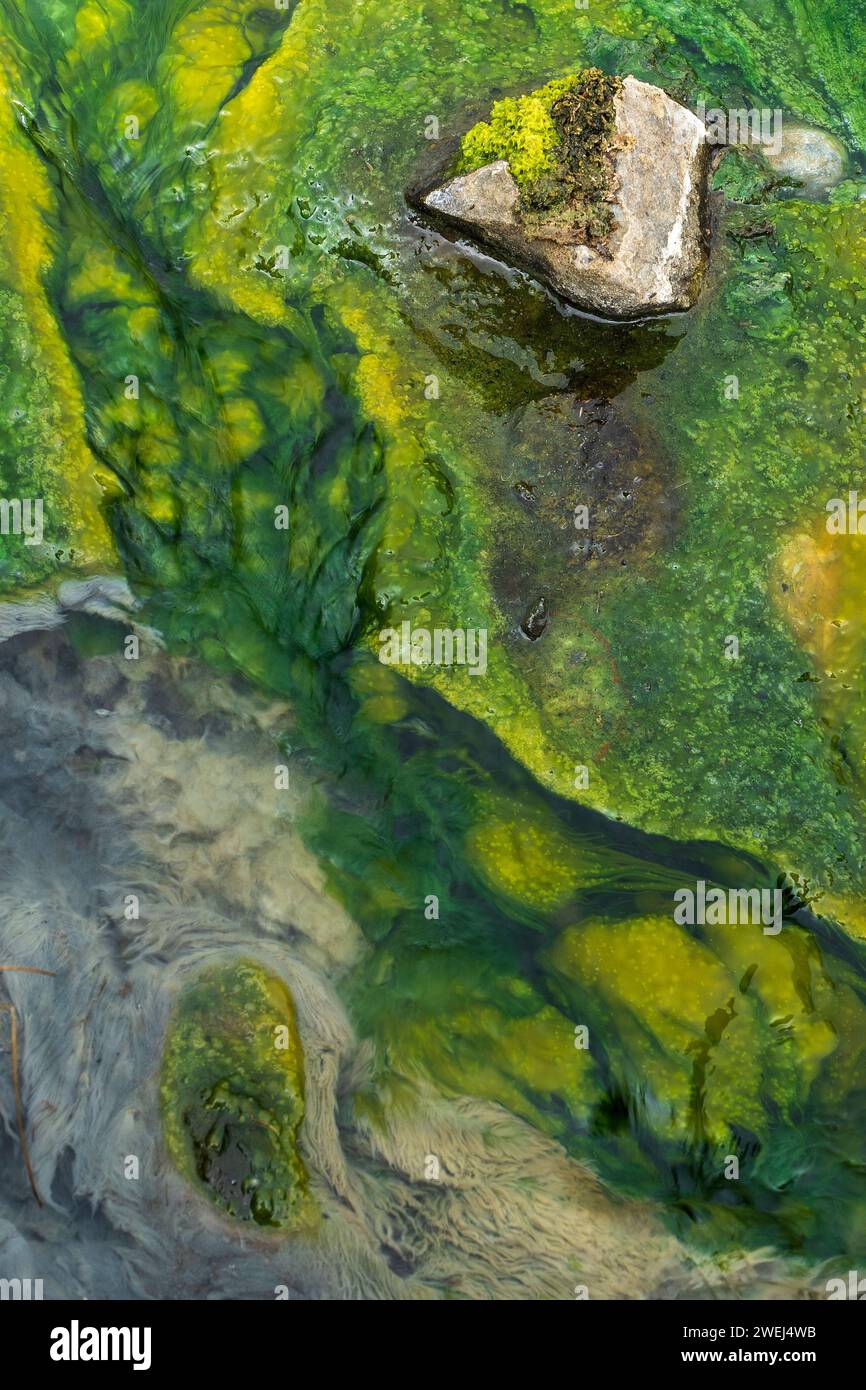 Moss underwater abstract hi-res stock photography and images - Alamy