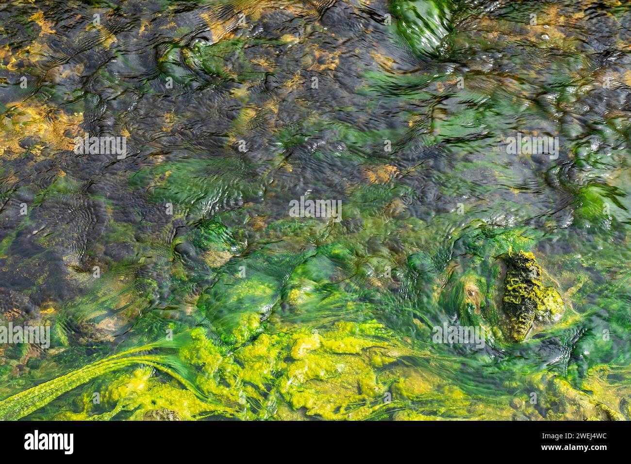 Rocks moss underwater sea hi-res stock photography and images - Alamy