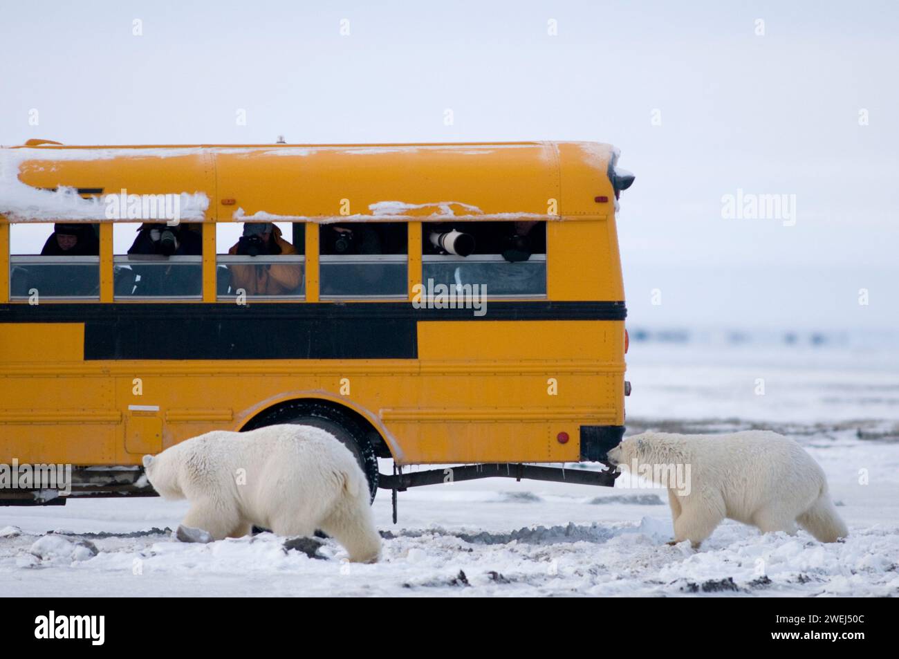 polar bear, Ursus maritimus, two 2 year olds walk by a school bus ...
