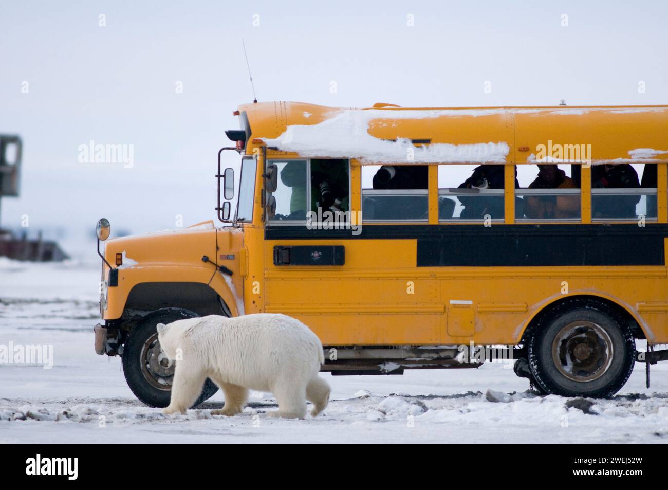 polar bear Ursus maritimus 2 year old walks by a school bus filled with ...