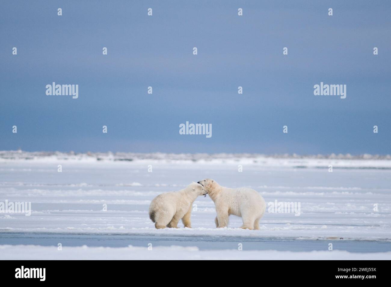polar bears, Ursus maritimus, adult boars play on newly forming pack ...