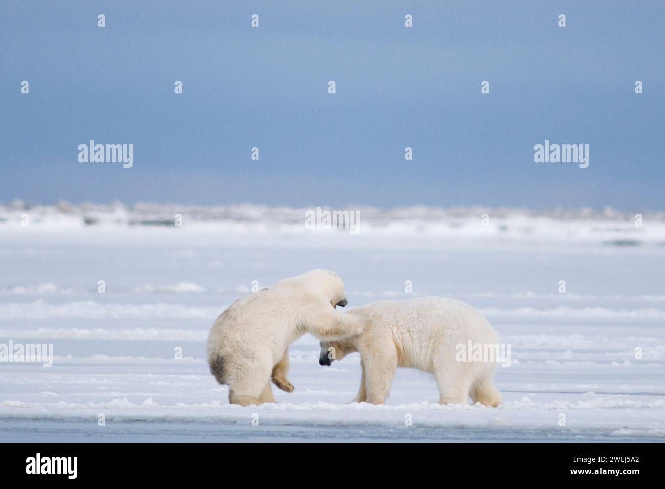 polar bears, Ursus maritimus, adult boars play on newly forming pack ...