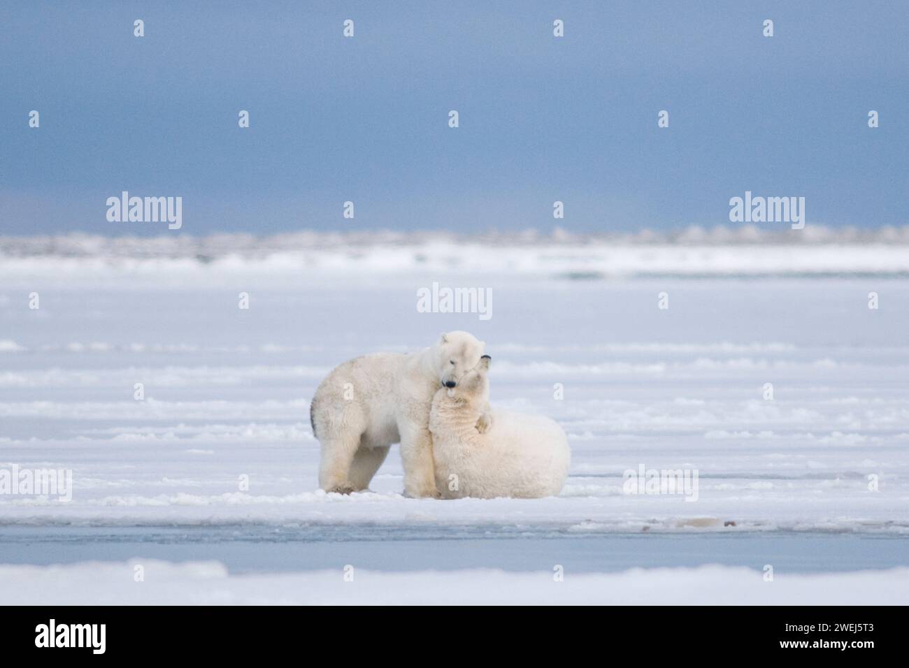 polar bears, Ursus maritimus, adult boars play on newly forming pack ...