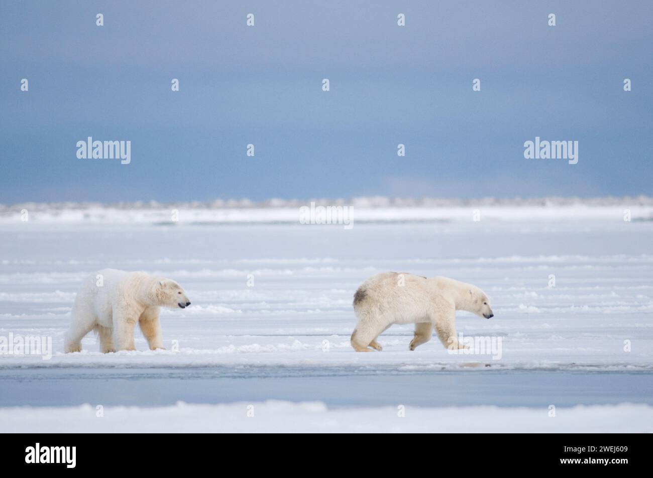 polar bears, Ursus maritimus, adult boars on newly forming pack ice ...