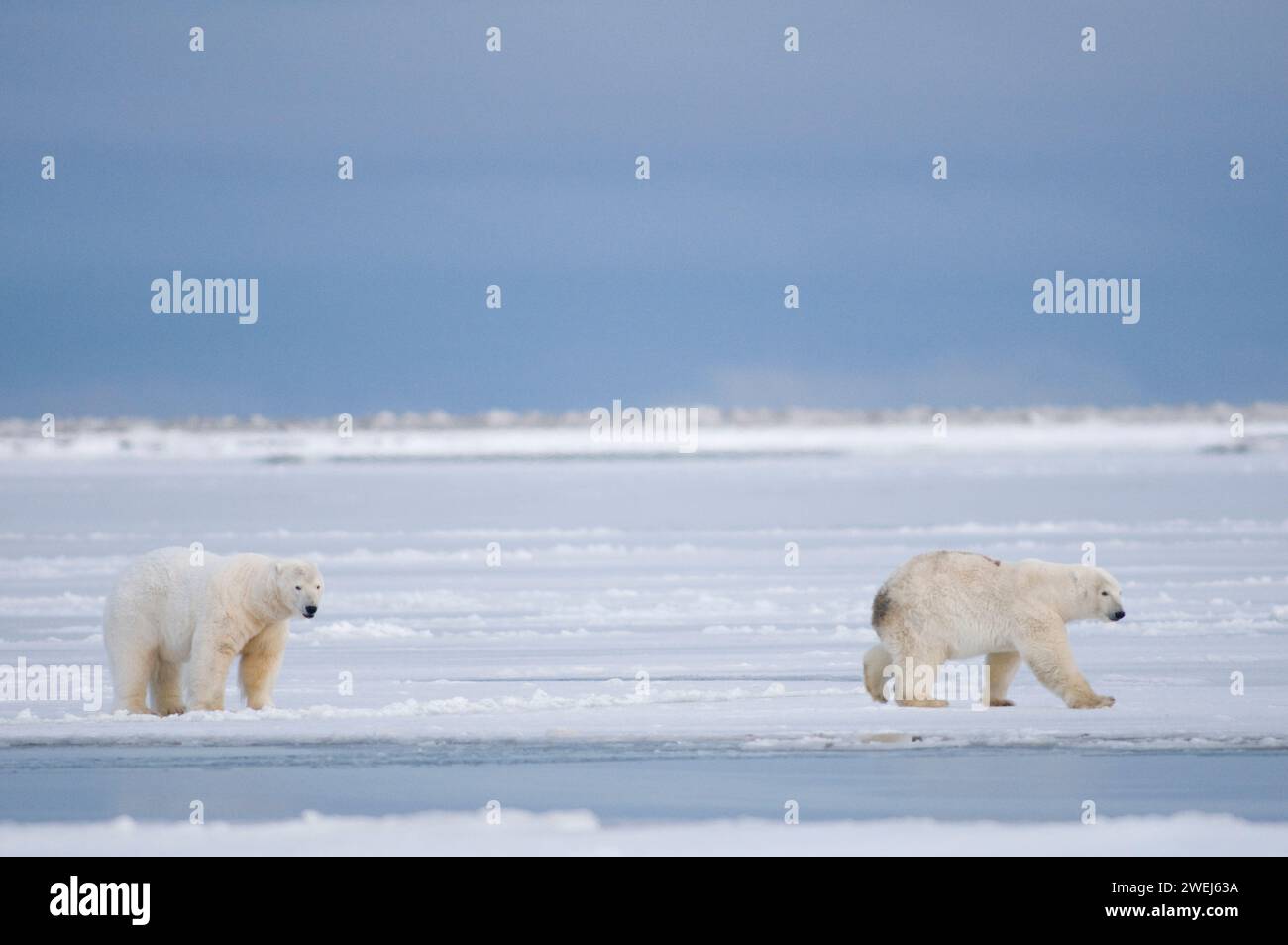 polar bears, Ursus maritimus, adult boars on newly forming pack ice ...