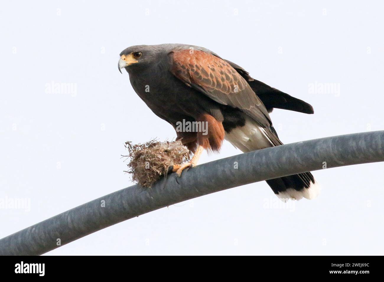 Harris' Hawk brings a nest to a light pole Stock Photo - Alamy