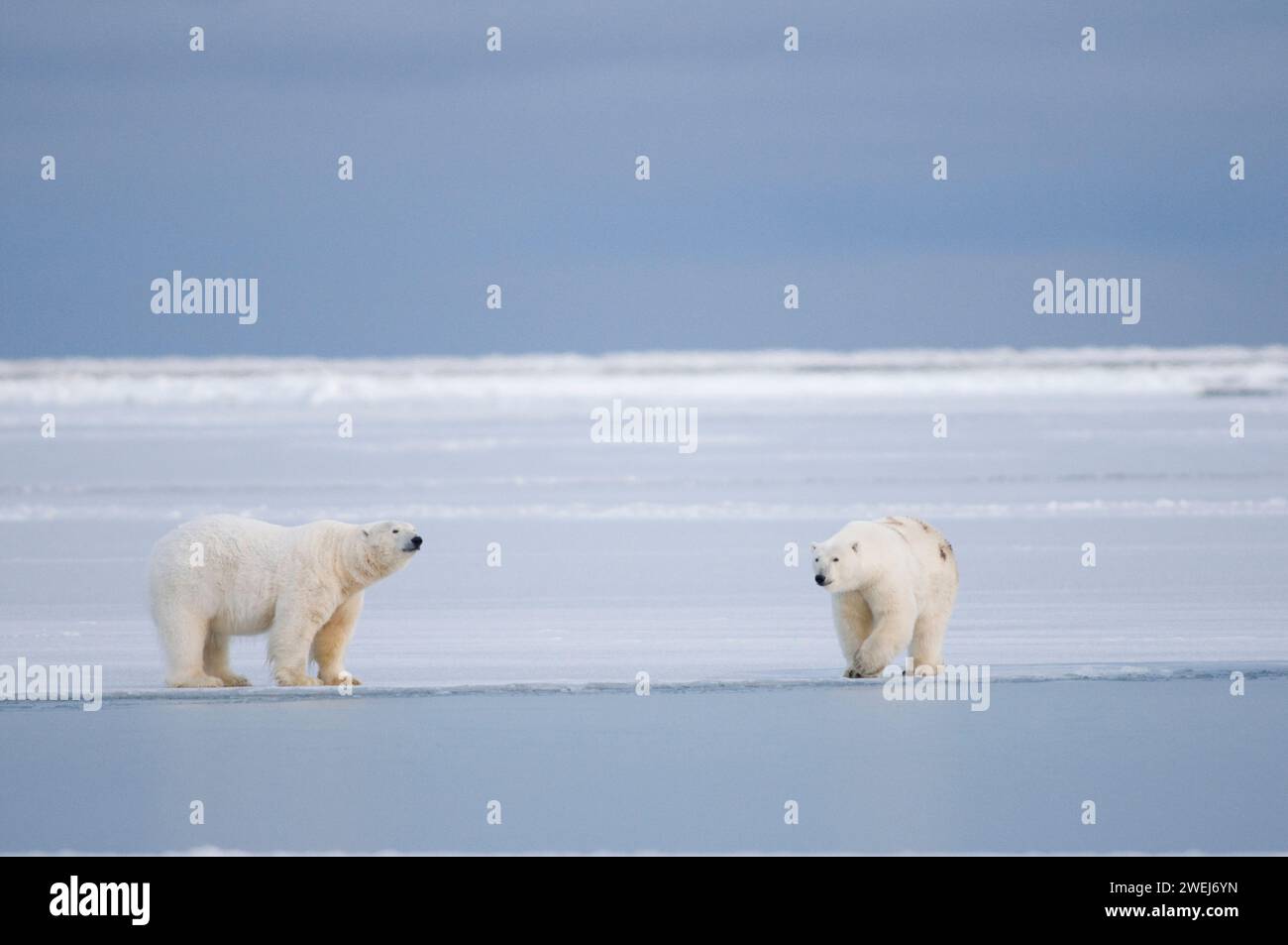 polar bears, Ursus maritimus, adult boars on newly forming pack ice ...