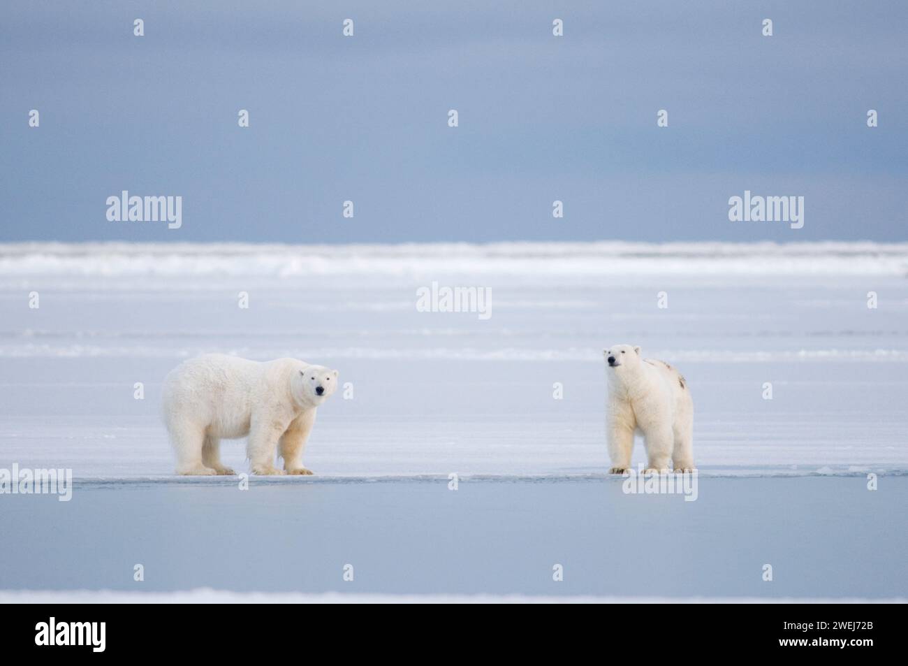 polar bears, Ursus maritimus, adult boars on newly forming pack ice ...