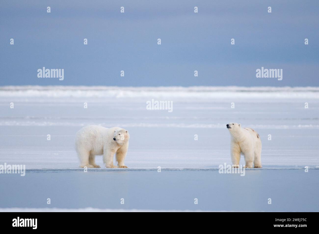 polar bears, Ursus maritimus, adult boars on newly forming pack ice ...