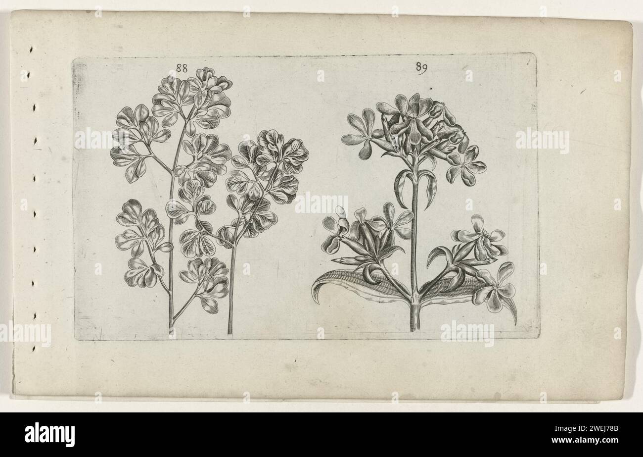 Wall fern and soap herb, Crispijn van de Passe (i) (attributed to), after crispijn van de Passe ...
