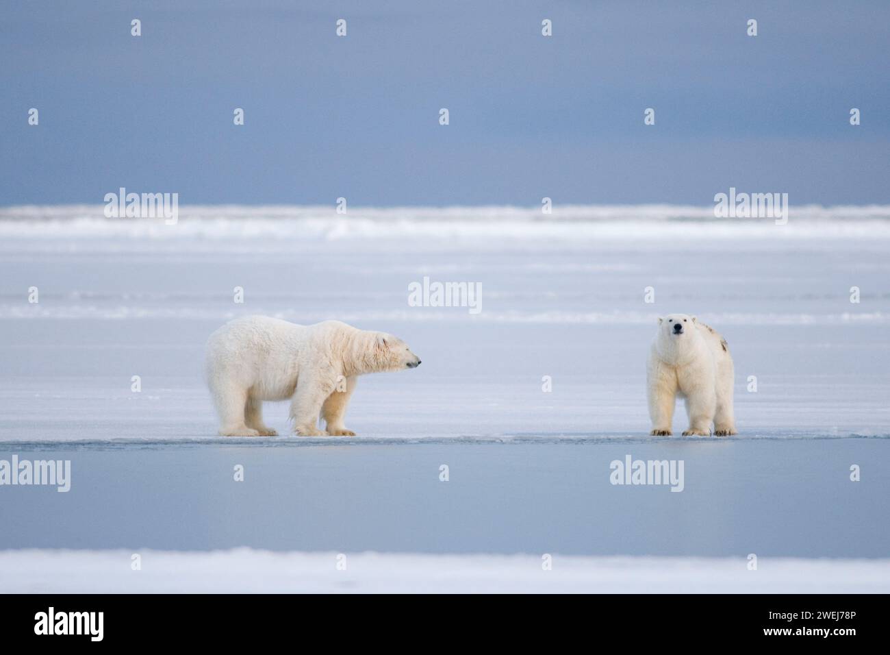 polar bears, Ursus maritimus, adult boars on newly forming pack ice ...