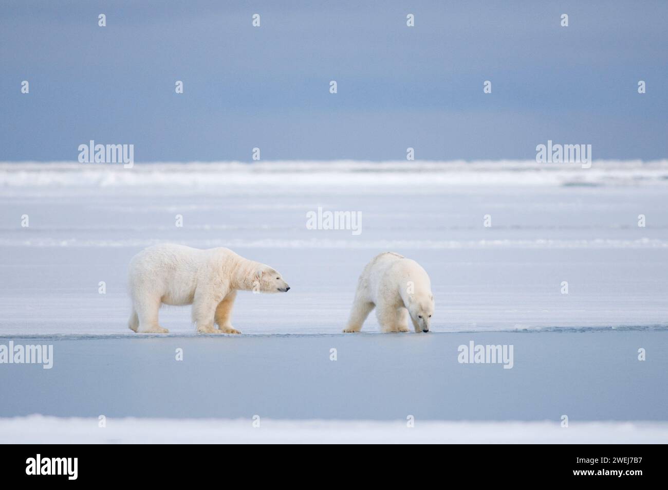polar bears, Ursus maritimus, adult boars on newly forming pack ice ...
