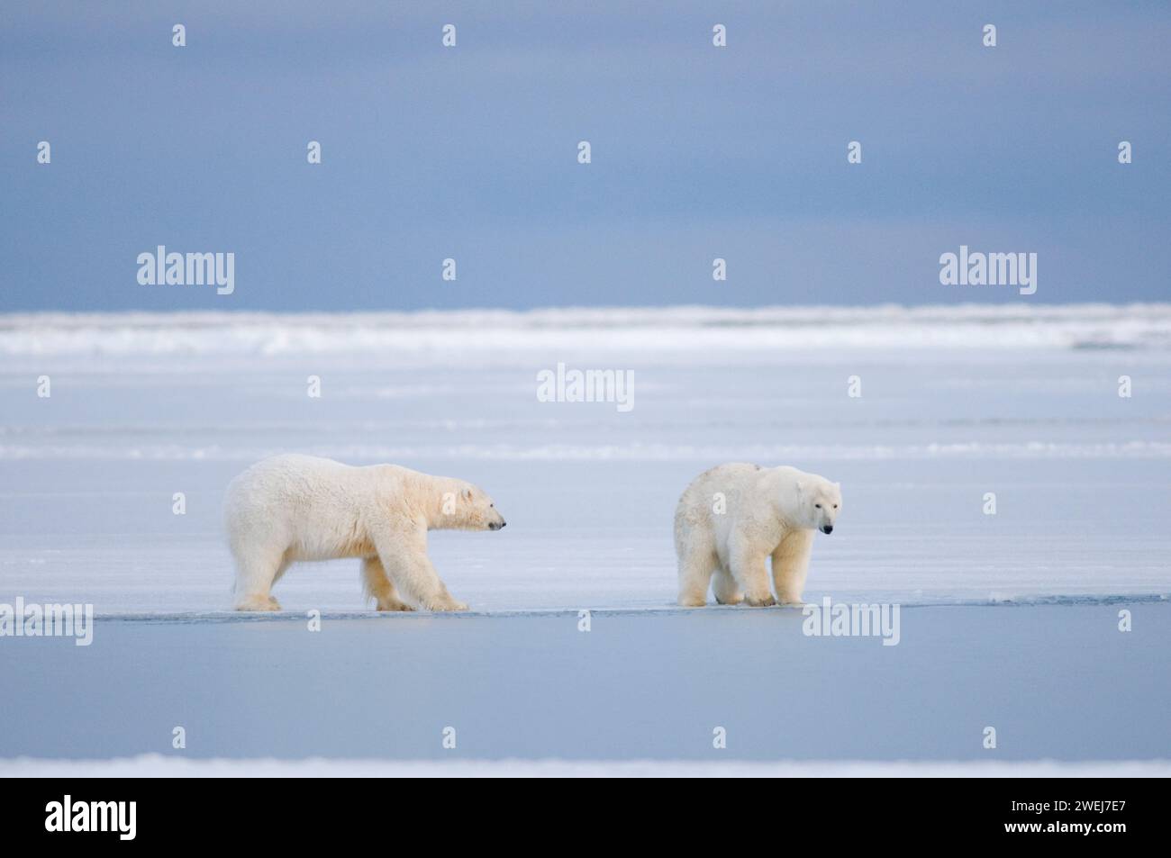 polar bears, Ursus maritimus, adult boars on newly forming pack ice ...
