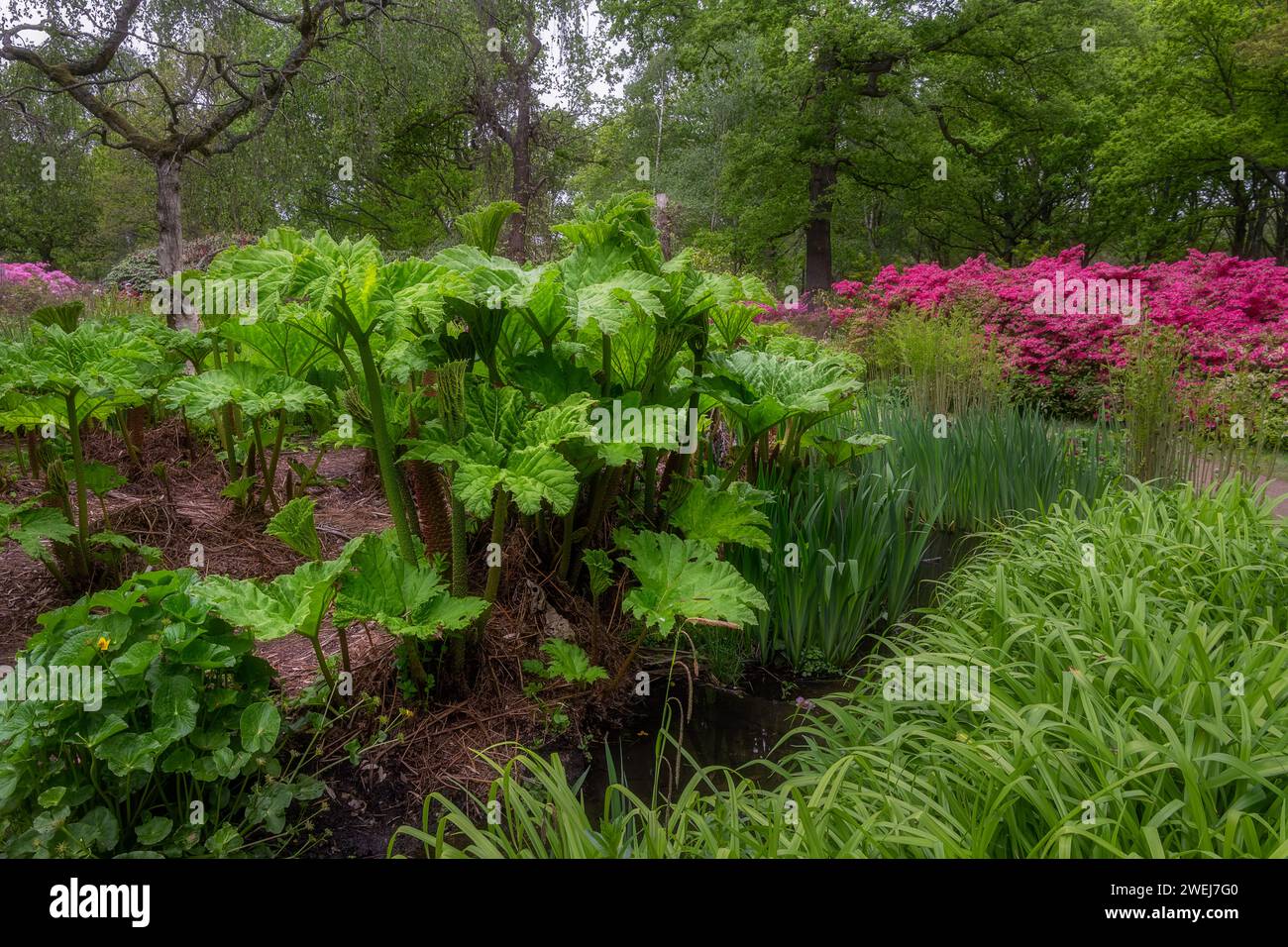 Giant-leaved gunnera or giant rhubarb in spring with azaleas in the ...