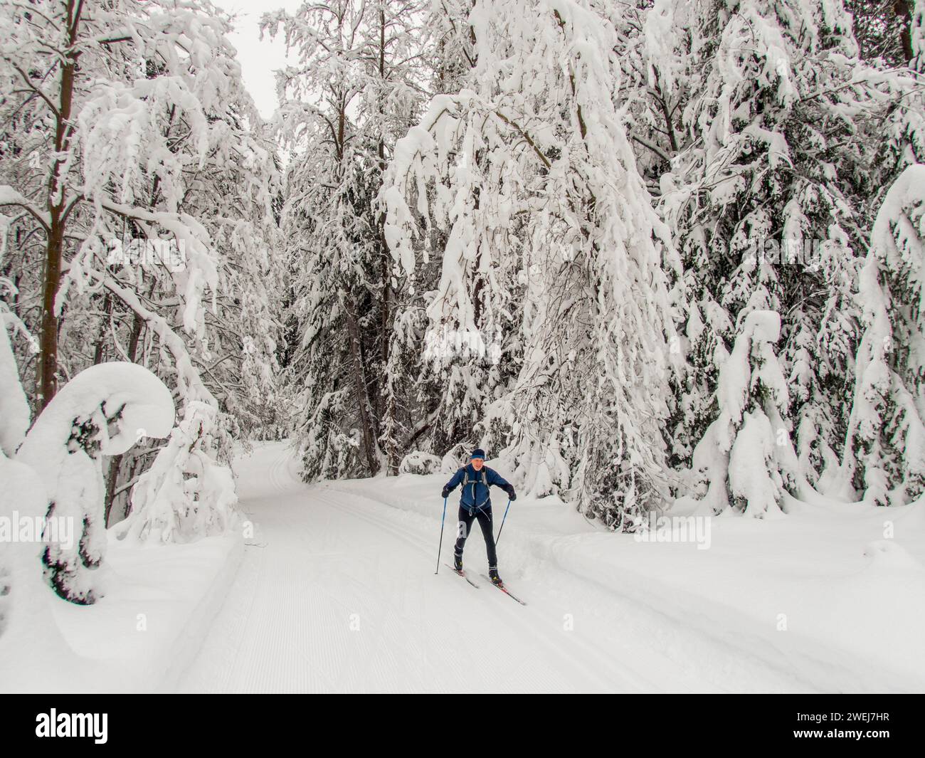 A winter scene with people cross-country skiing through the snow ...