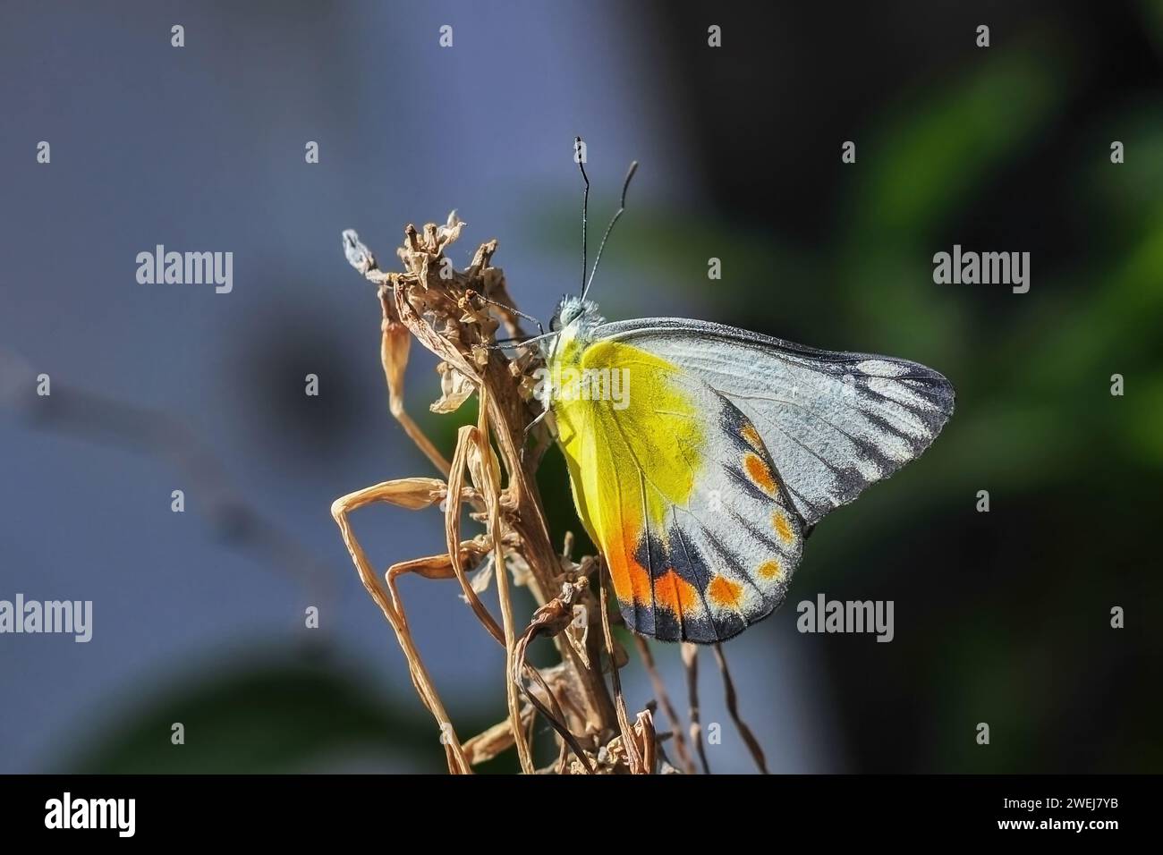 Delias periboea hi-res stock photography and images - Alamy