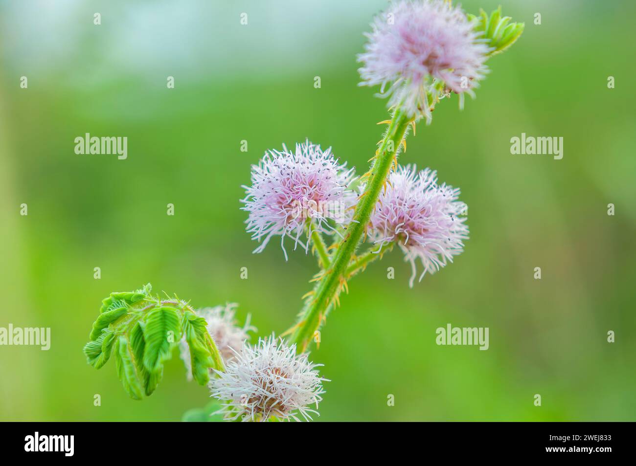Bunga Putri Malu or Mimosa pudica flower grow in a garden bush with ...