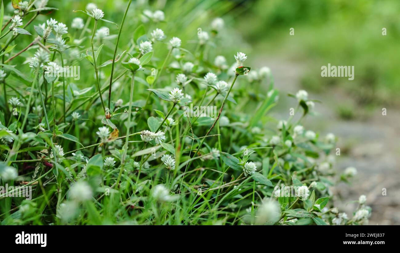 Wild bush on park outdoor during a day. selective focus Stock Photo - Alamy
