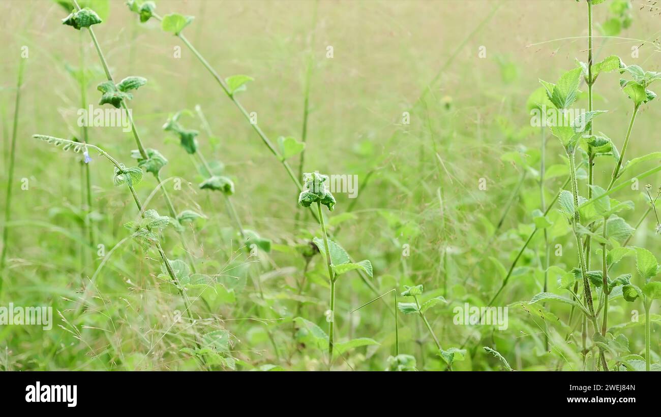 Wild bush on park outdoor during a day. selective focus Stock Photo - Alamy