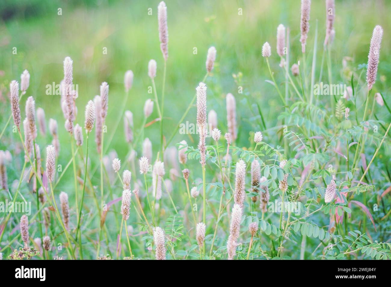 Wild bush on park outdoor during a day. selective focus Stock Photo - Alamy