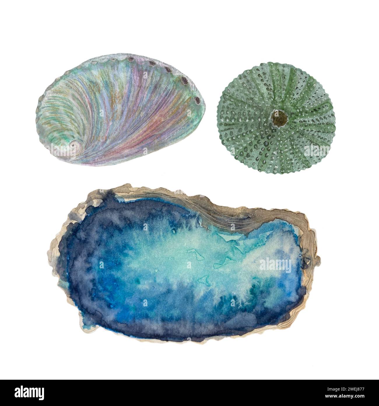 Watercolor set of shells isolated on white Stock Photo - Alamy