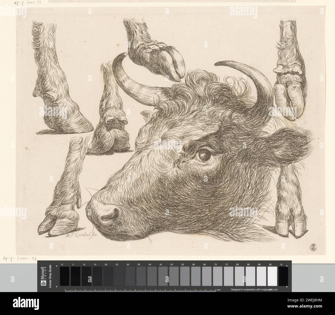Cow head and studies of Poten, Martin Ferdinand Quadal, 1793 print ...