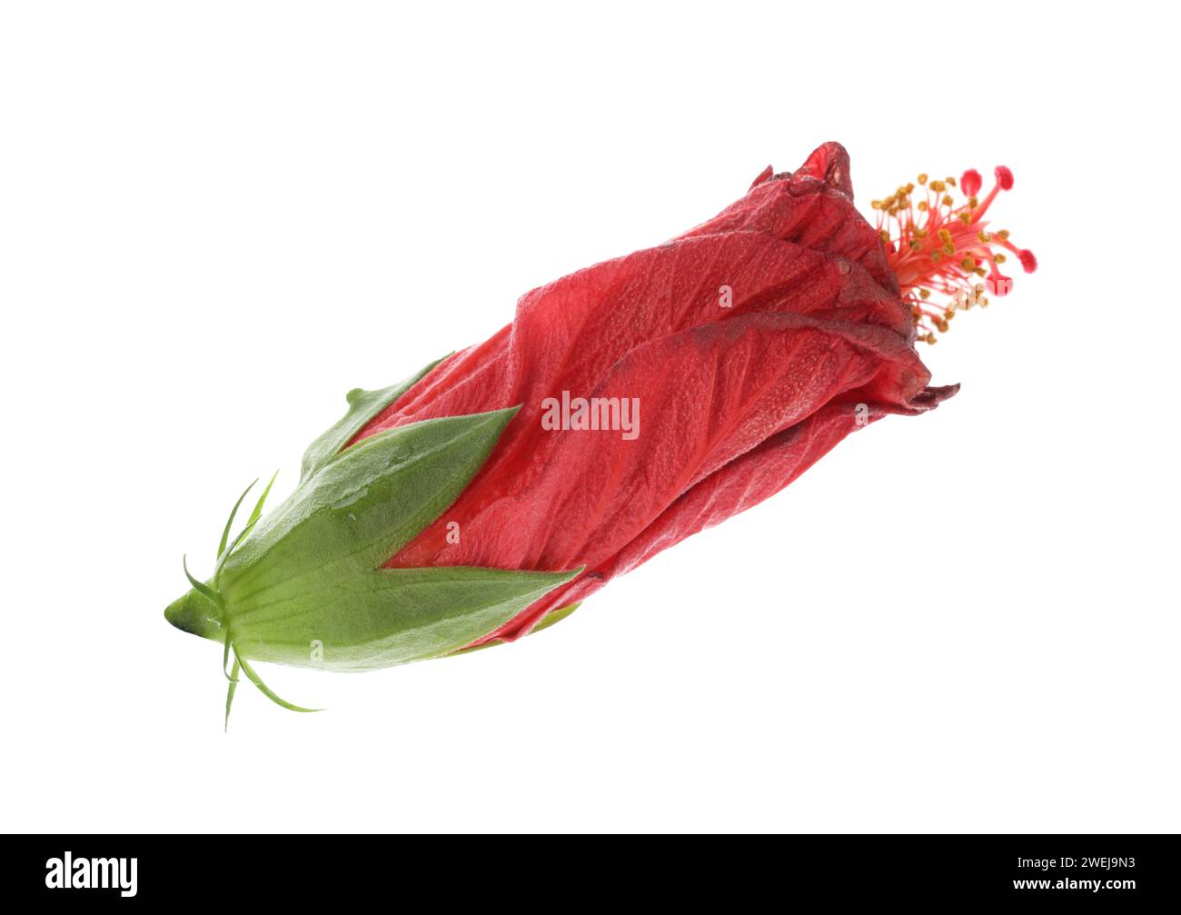 Beautiful red hibiscus bud isolated on white Stock Photo - Alamy