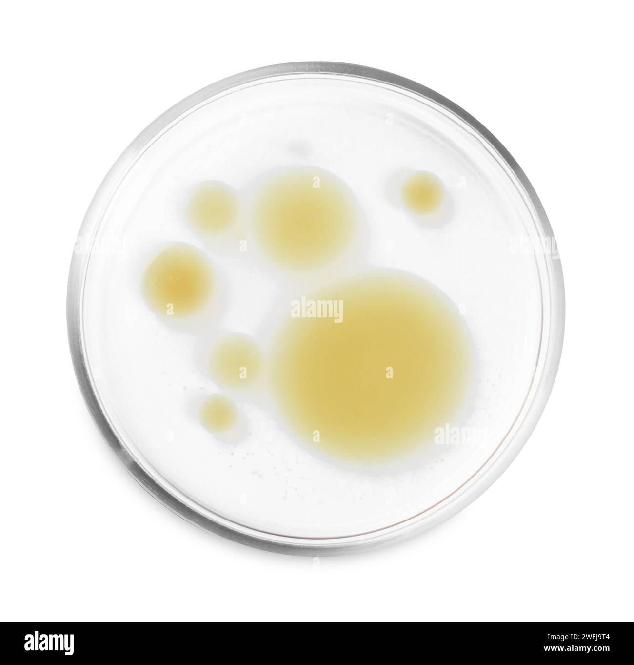 Petri dish with color liquid sample isolated on white, top view Stock ...