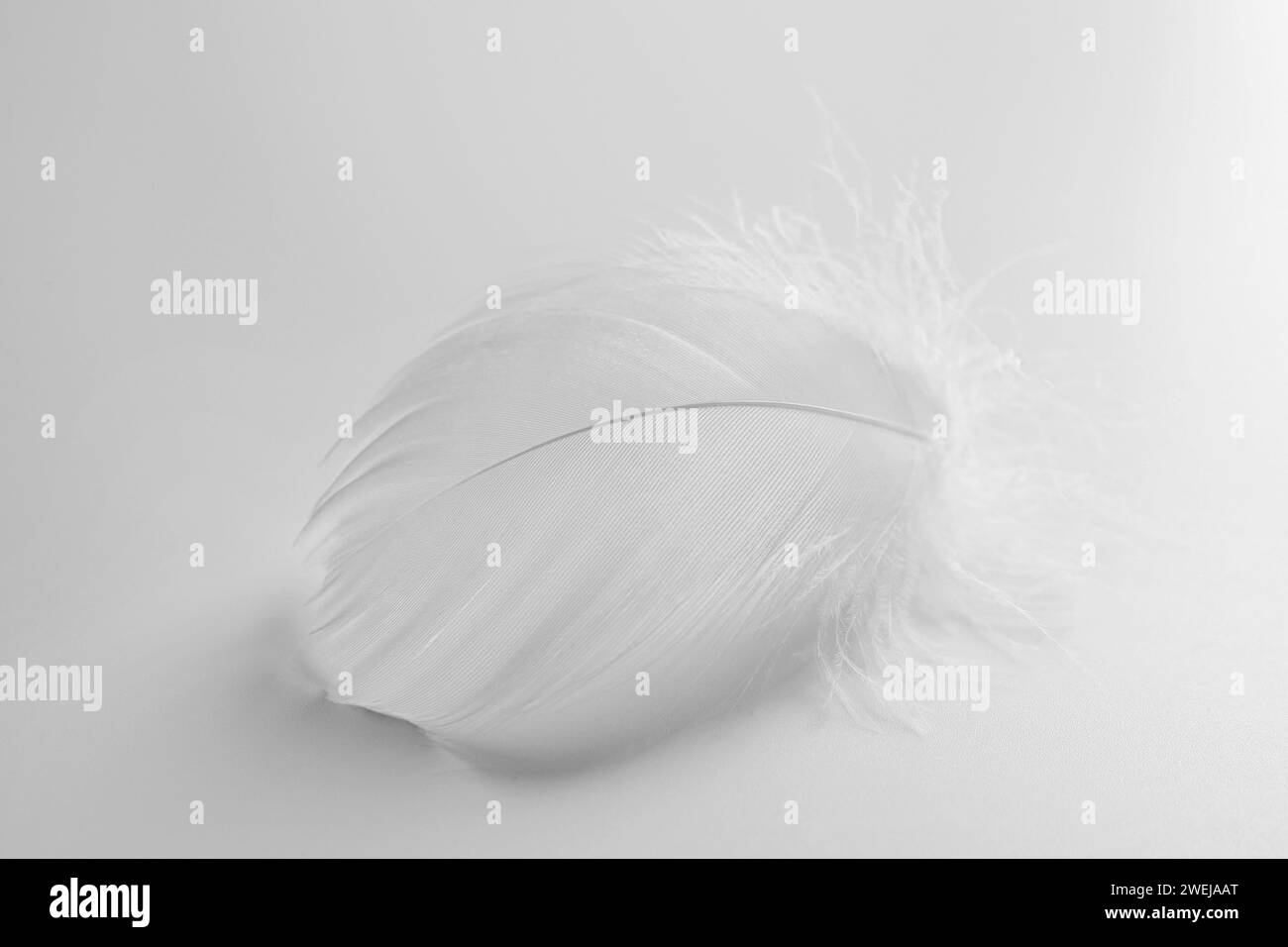 Beautiful fluffy bird feather on white background Stock Photo - Alamy