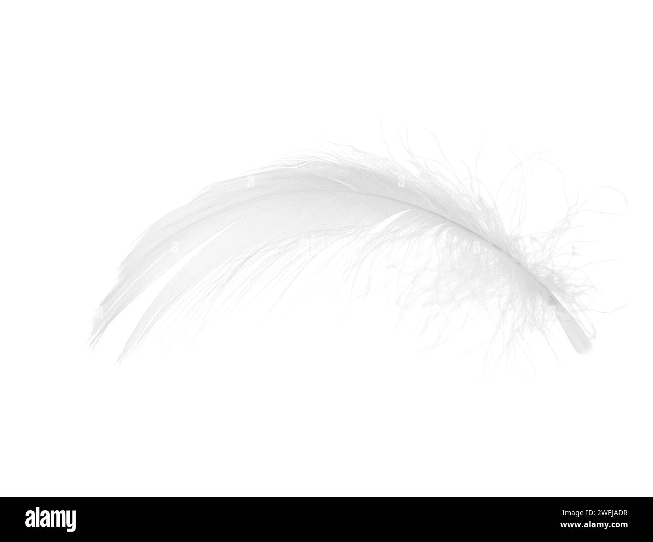 Beautiful goose Black and White Stock Photos & Images - Alamy