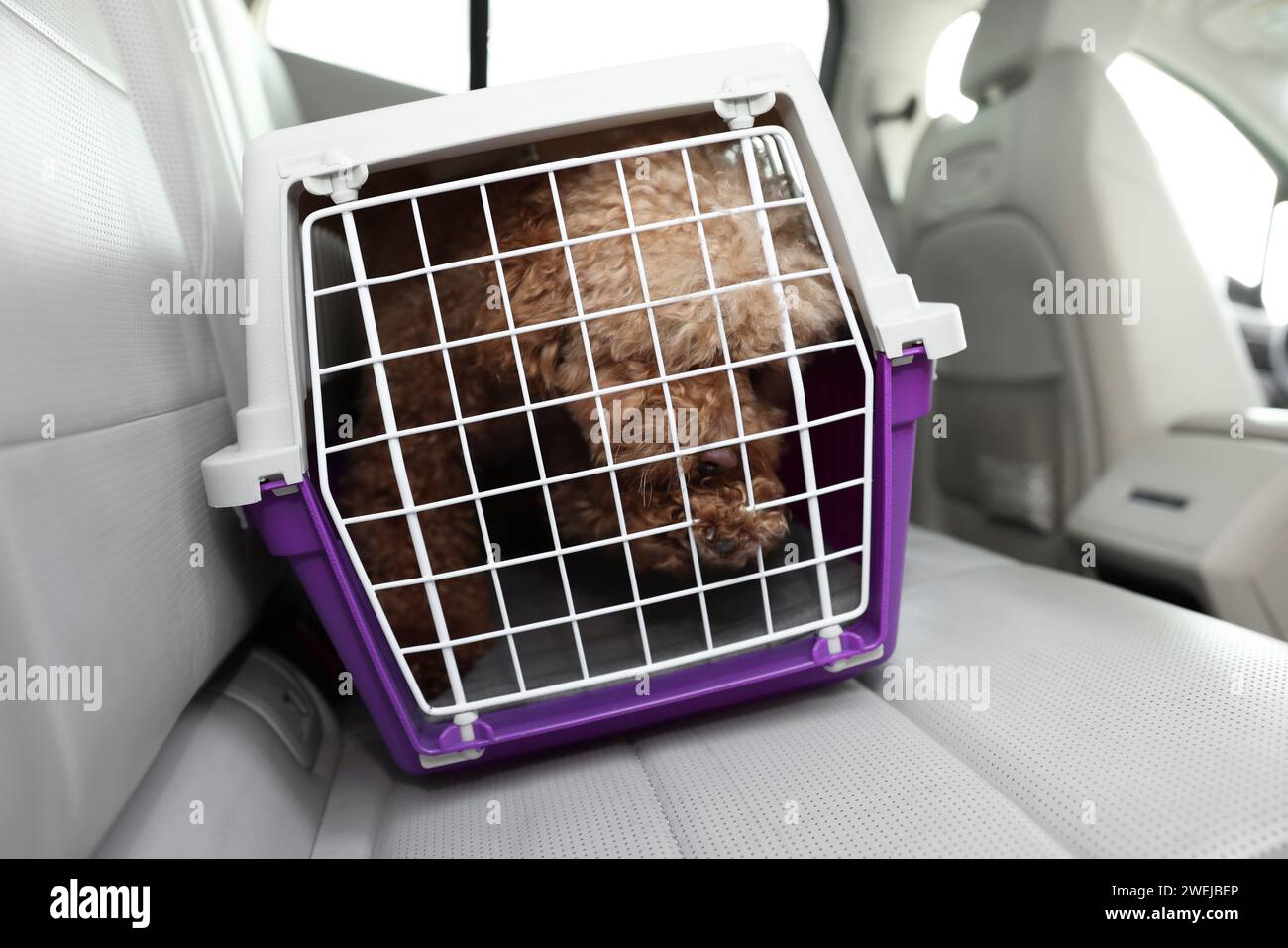 Cute dog in pet carrier travelling by car Stock Photo - Alamy