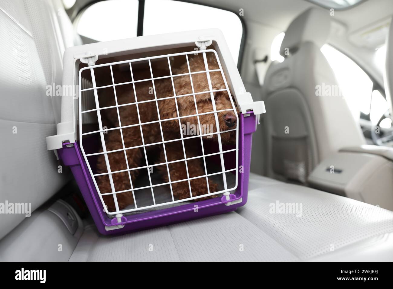 Cute dog in pet carrier travelling by car Stock Photo - Alamy