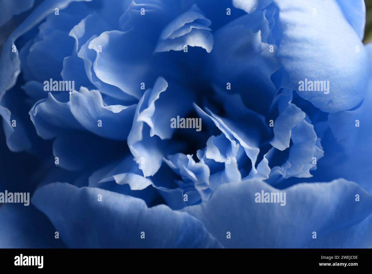 Beautiful blue peony as background, closeup view Stock Photo - Alamy