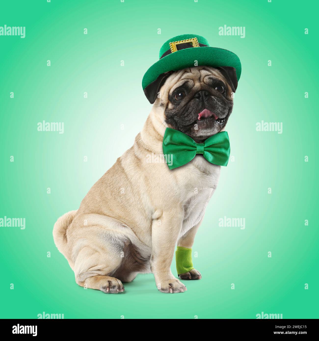St. Patrick's day celebration. Cute pug dog with bow tie and leprechaun ...
