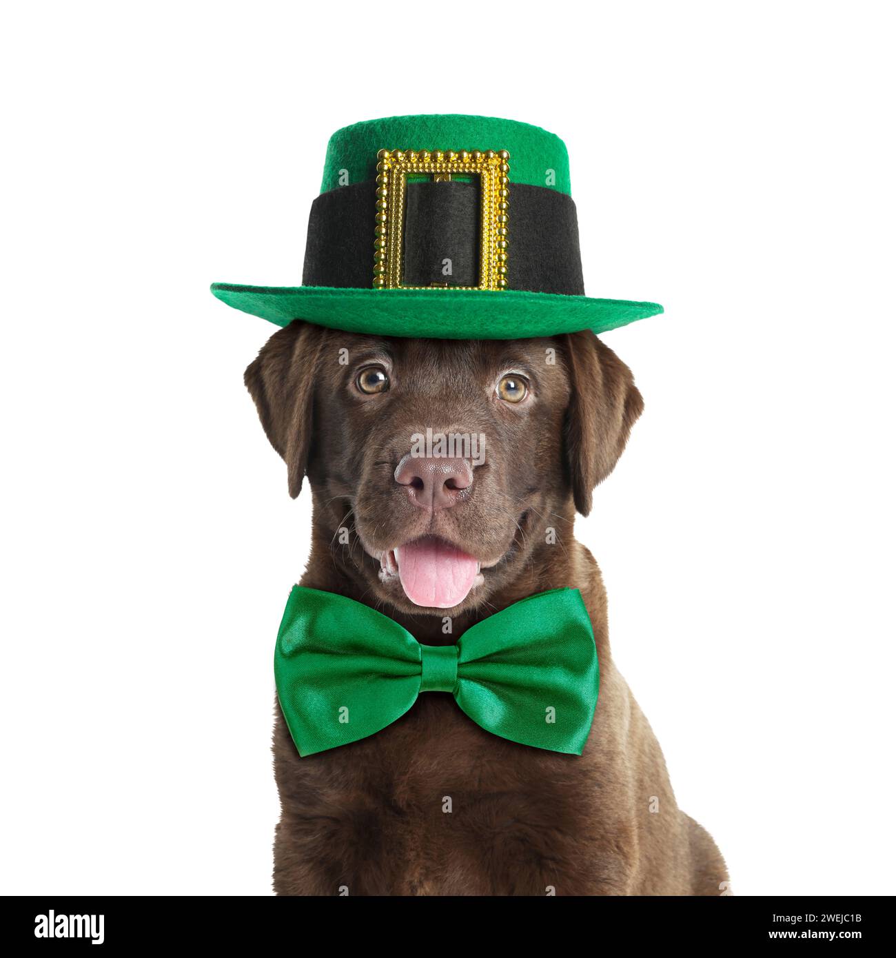 St. Patrick's day celebration. Cute Chocolate Labrador puppy with ...