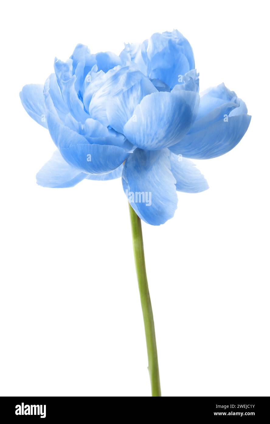 Beautiful light blue peony on white background Stock Photo - Alamy