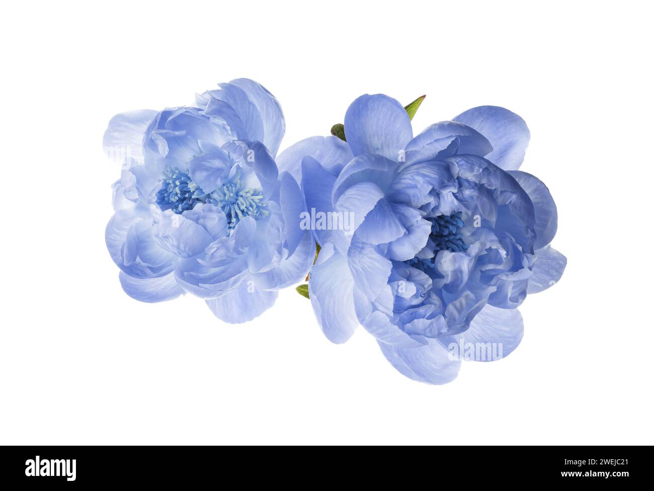 Beautiful light blue peonies hi-res stock photography and images - Alamy