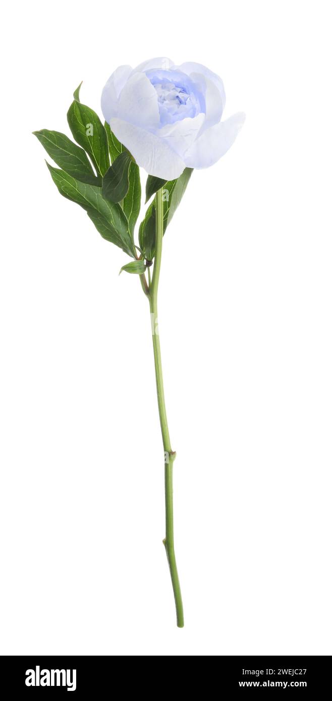 Beautiful light blue peony with green leaves on white background Stock ...