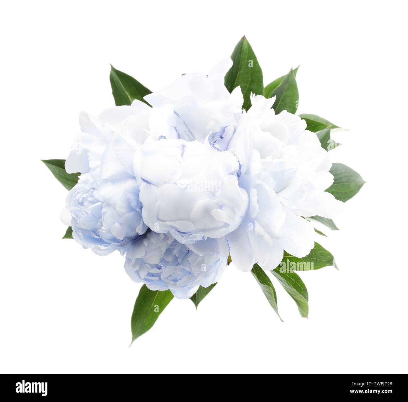 Beautiful light violet peonies with green leaves on white background ...