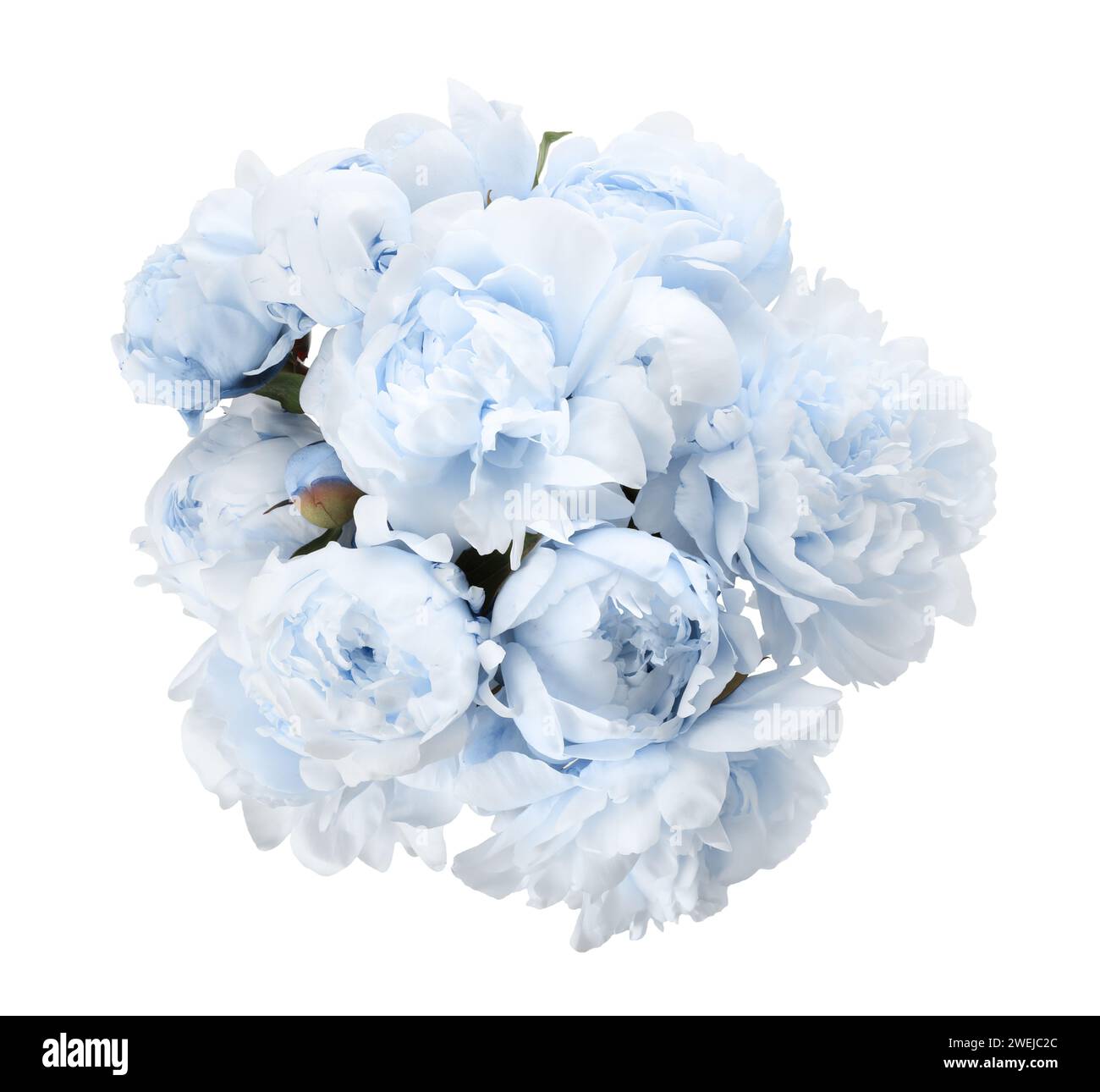 Beautiful light blue peonies hi-res stock photography and images - Alamy