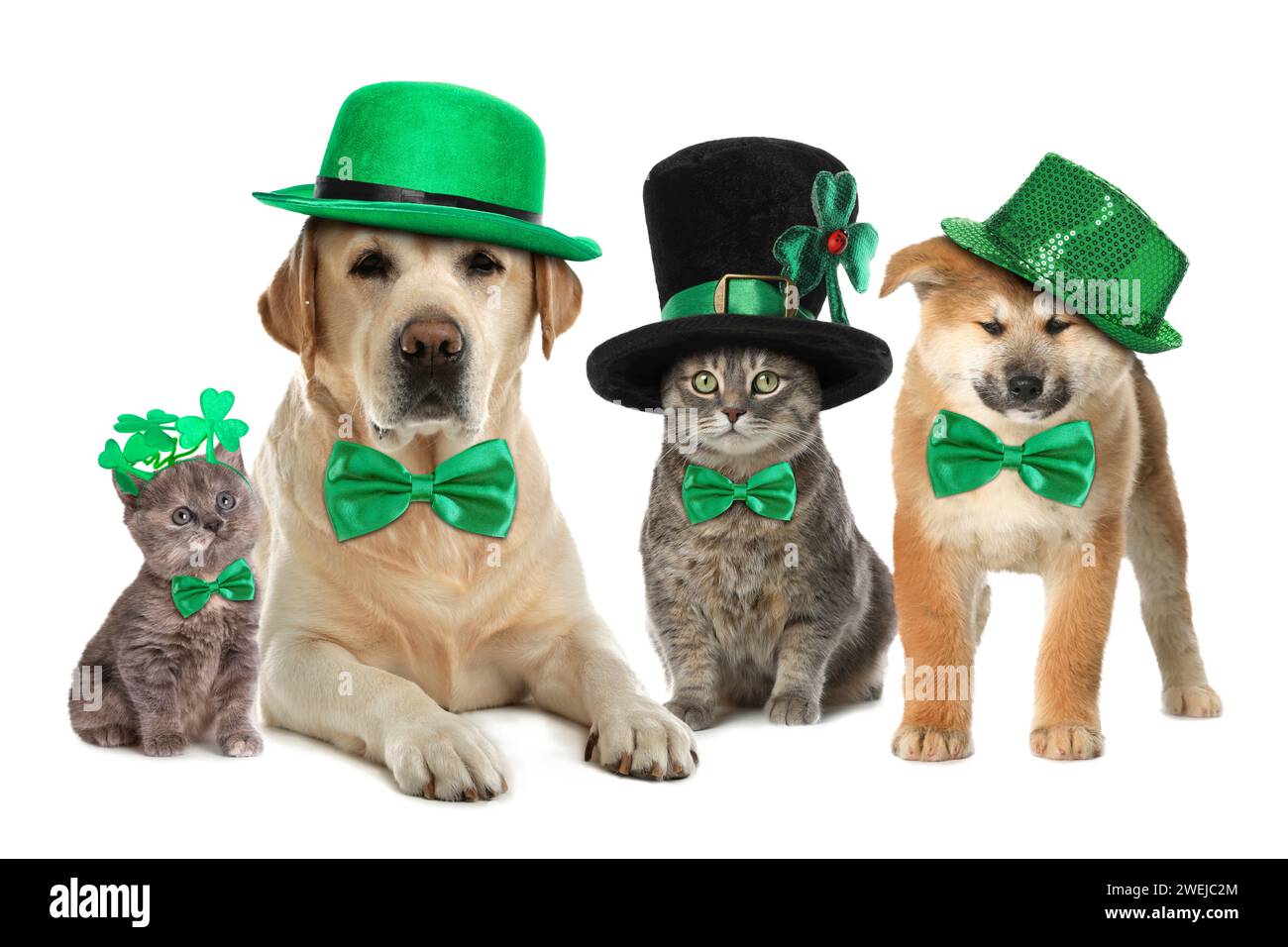 St. Patrick's day celebration. Cute dogs and cats with festive ...