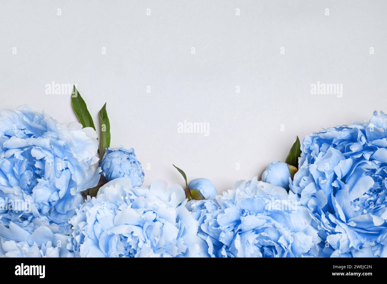 Beautiful light blue peonies hi-res stock photography and images - Alamy
