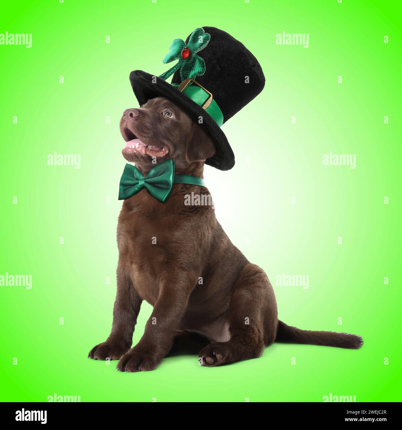 St. Patrick's day celebration. Cute Chocolate Labrador puppy with ...