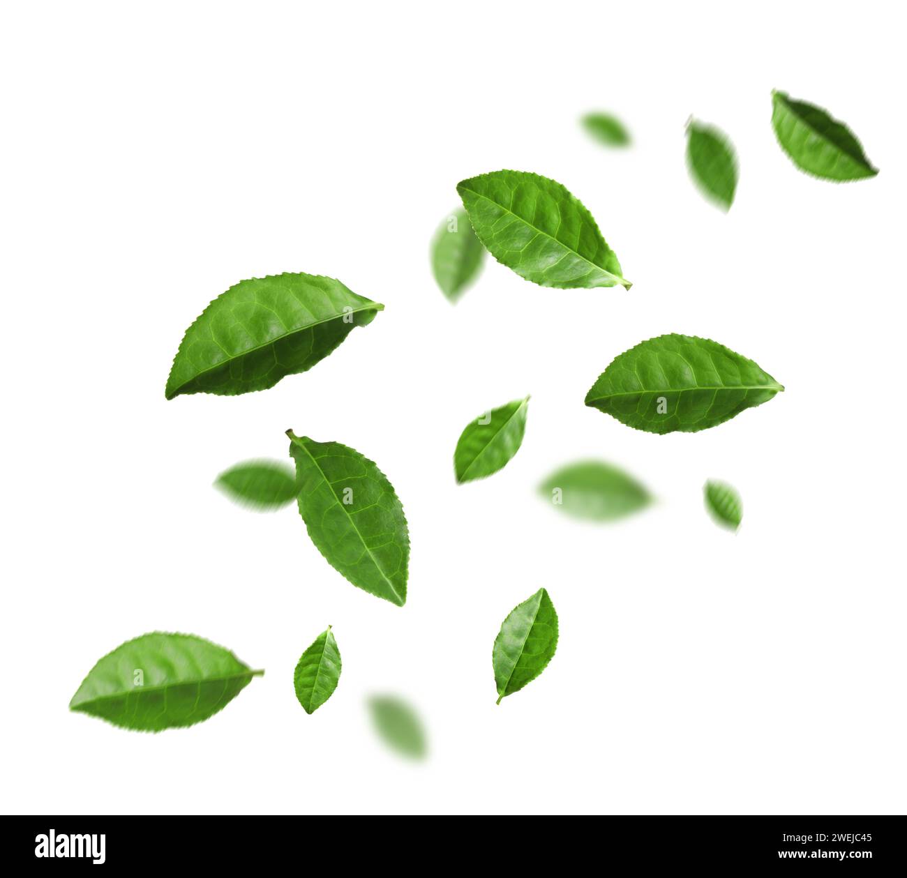 Fresh green tea leaves falling on white background Stock Photo - Alamy