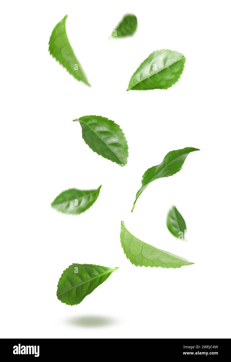 Fresh green tea leaves falling on white background Stock Photo - Alamy