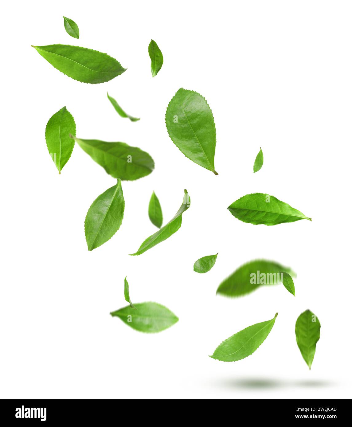 Fresh green tea leaves falling on white background Stock Photo - Alamy