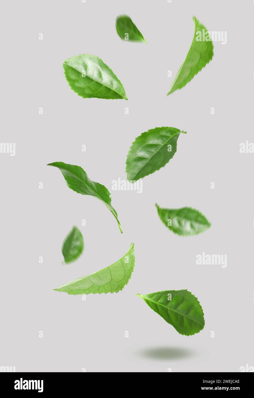 Fresh green tea leaves falling on light grey background Stock Photo - Alamy