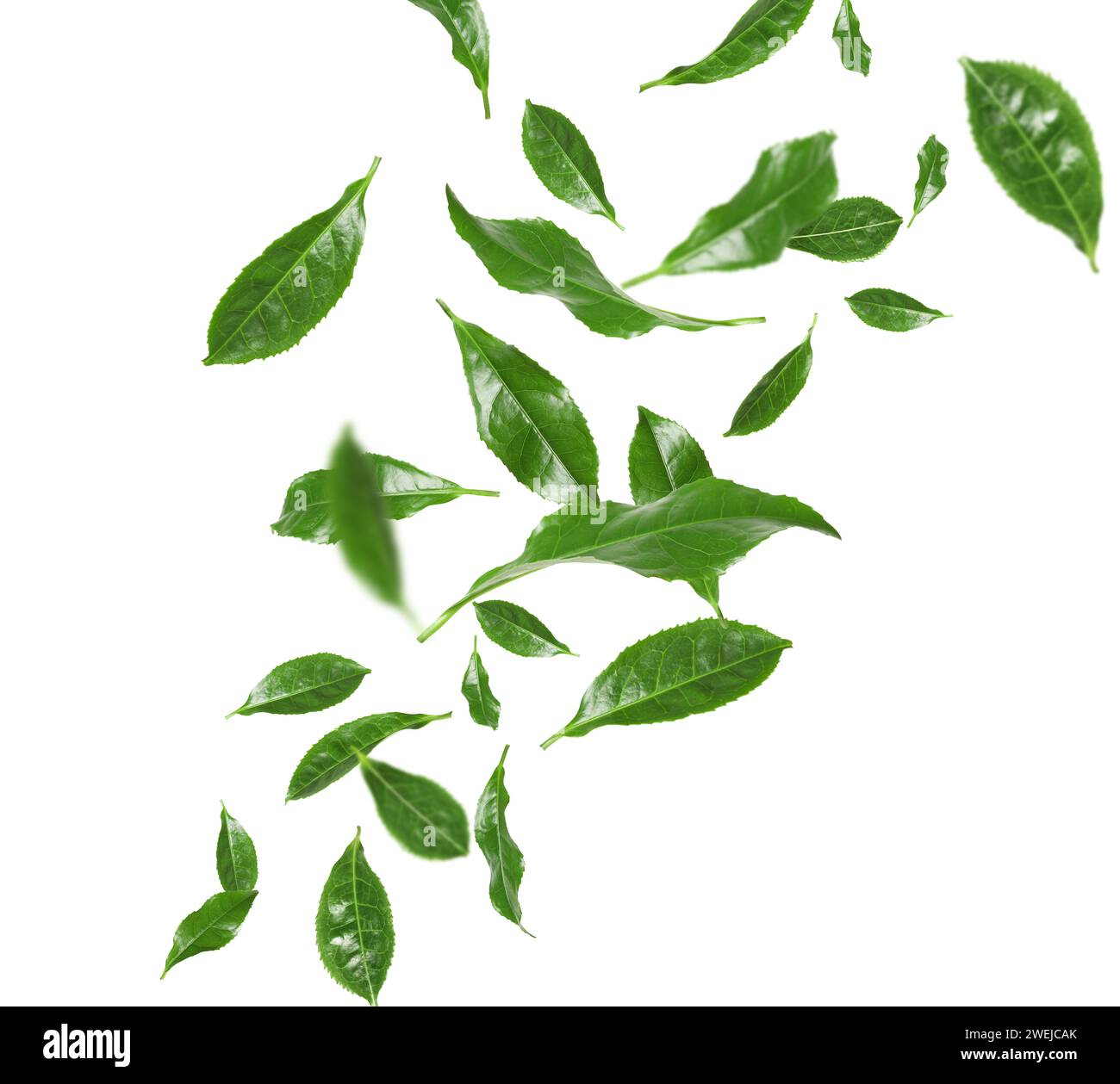 Fresh green tea leaves falling on white background Stock Photo - Alamy