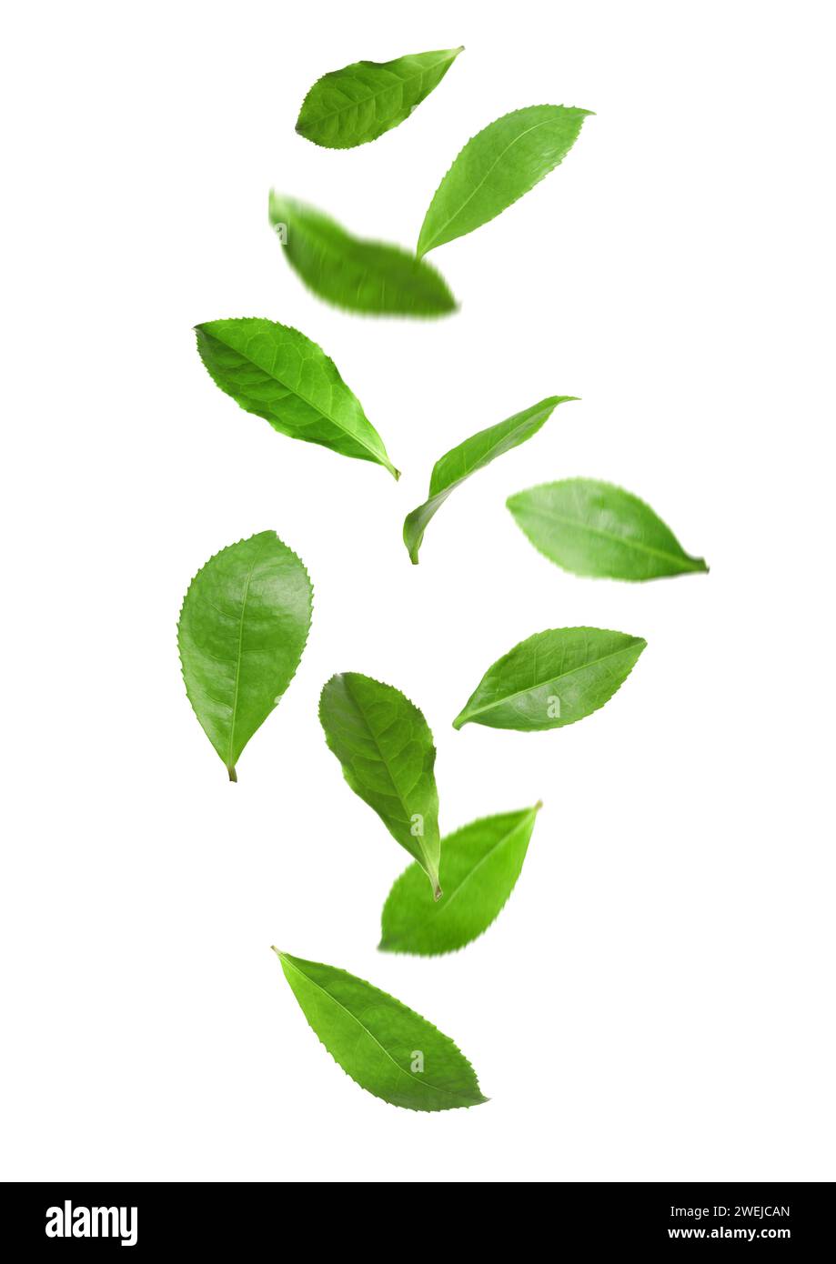 Fresh green tea leaves falling on white background Stock Photo - Alamy