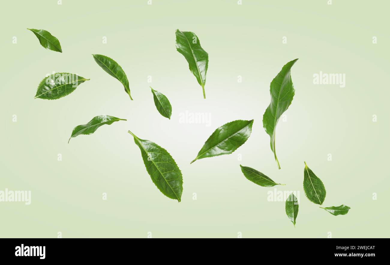 Fresh green tea leaves falling on color gradient background, banner ...